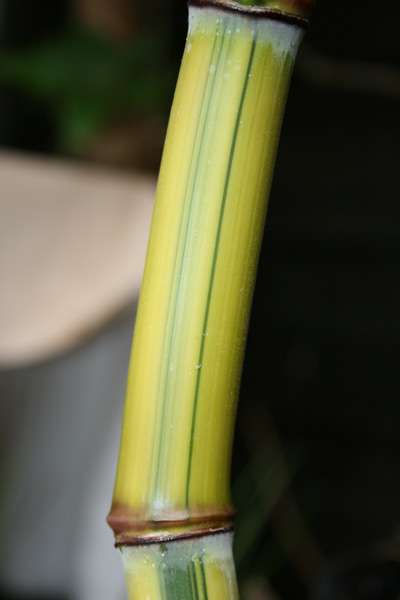 Bambus-Essen | Neue Produkte | Phyllostachys aureosulcata Spectabilis ...