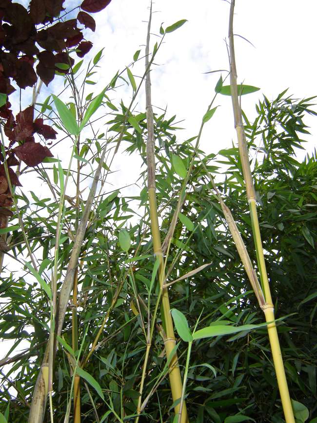 Bambus-Essen | Neue Produkte | Phyllostachys bambusoides Castilloni ...