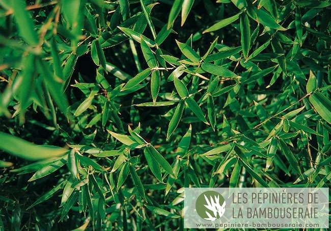 Bambus-Essen | Neue Produkte | Phyllostachys Mannii | Phyllostachys ...