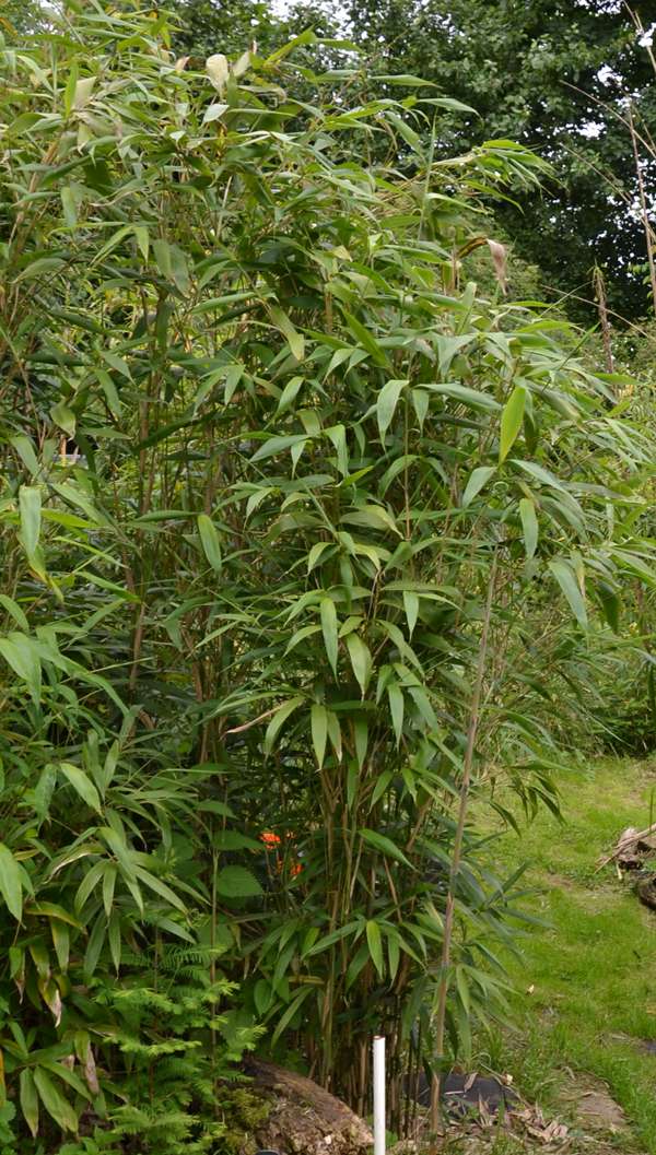 Bambus-Essen | Neue Produkte | Pseudosasa japonica | Pseudosasa ...