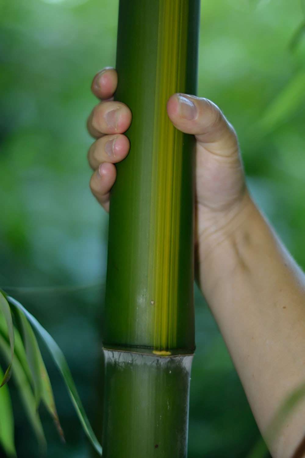 Bambus-Essen | Neue Produkte | Phyllostachys vivax huangwenzhu ...
