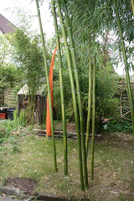 Bambus-Essen | Neue Produkte | Phyllostachys vivax huangwenzhu ...