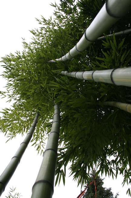 Bambus-Essen | Neue Produkte | Phyllostachys vivax huangwenzhu ...
