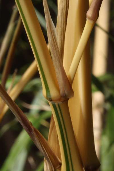 Bambus-Essen | Neue Produkte | Phyllostachys vivax aureocaulis ...
