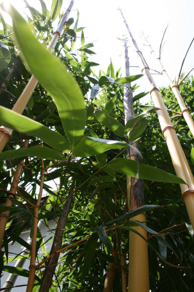 Bambus-Essen | Neue Produkte | Phyllostachys vivax aureocaulis ...