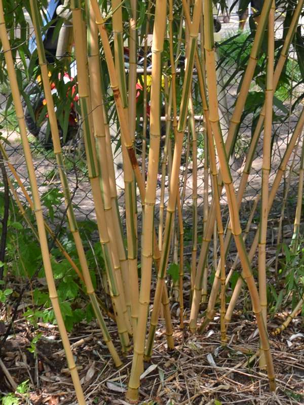 Bambus-Essen | Sonderangebote | Phyllostachys vivax Huangwenzhu Inversa ...