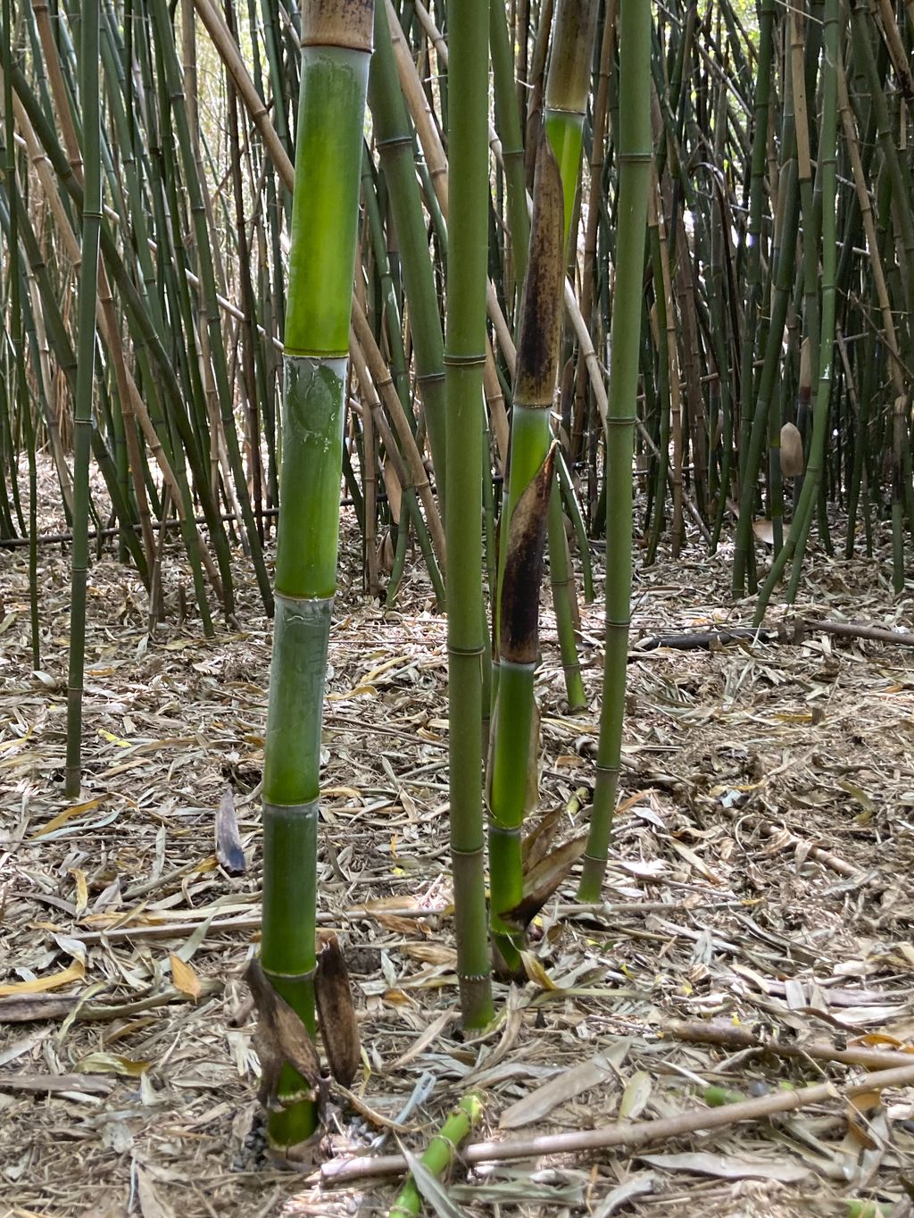 Bambus-Essen | Sonderangebote | Phyllostachys bambusoides | Die ...